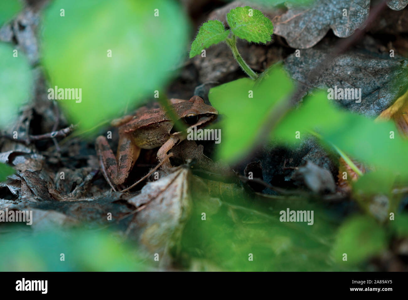 Small brown frog hi-res stock photography and images - Alamy