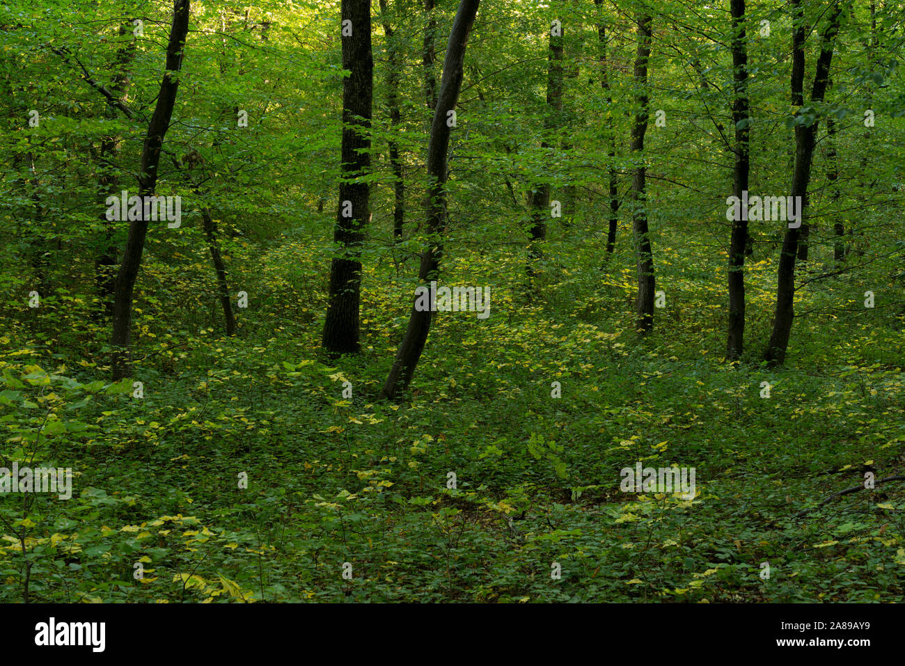 Hoia baciu forest, hi-res stock photography and images - Alamy
