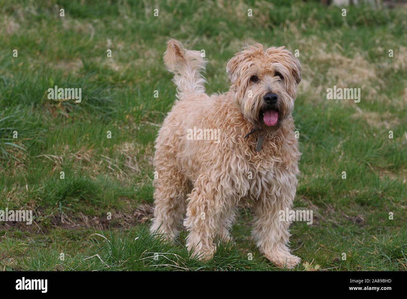 Wheaton Terrier High Resolution Stock Photography and Images - Alamy