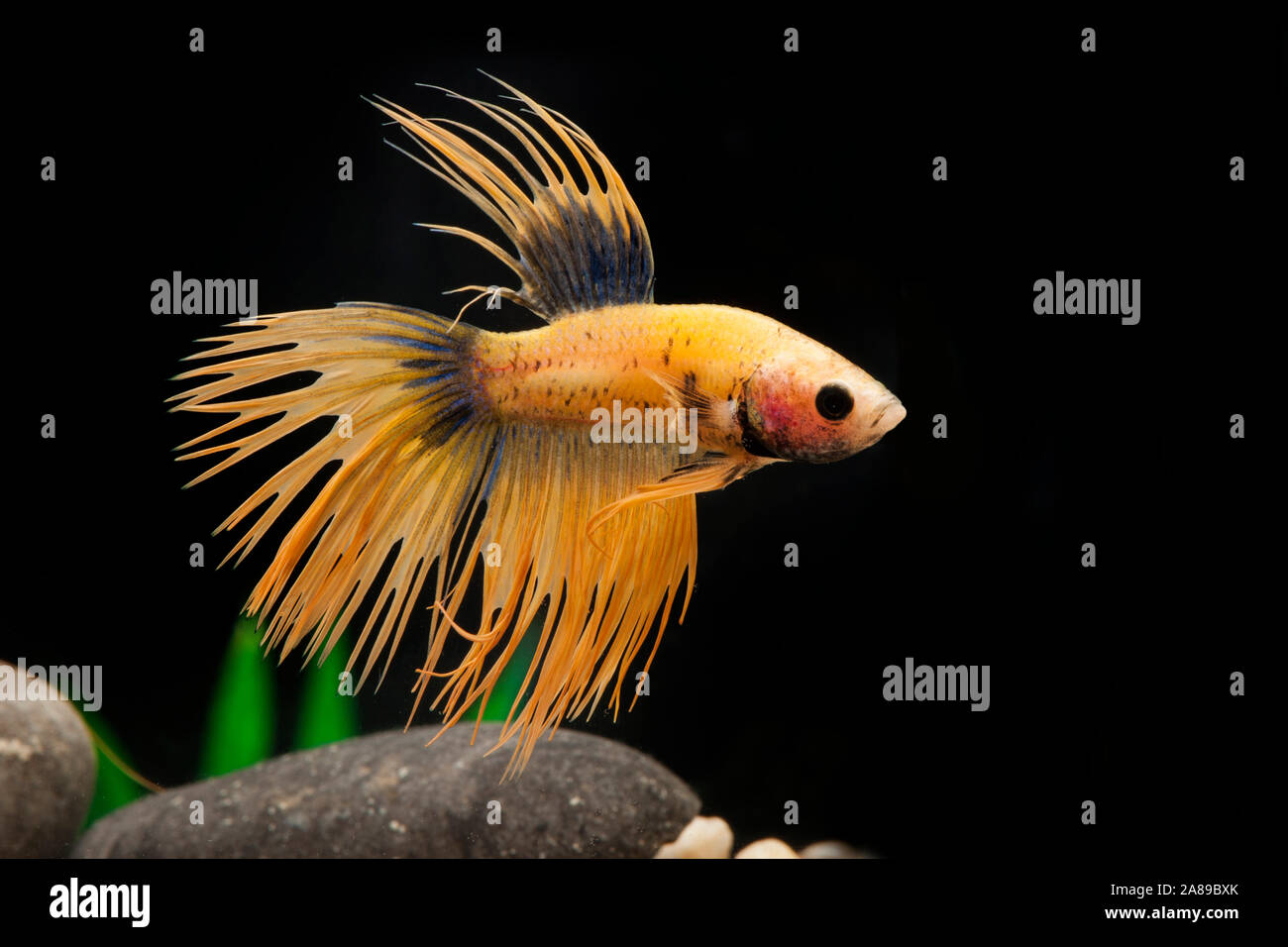 Betta splendens crowntail siamesischer kampffisch siamese fighter hi ...