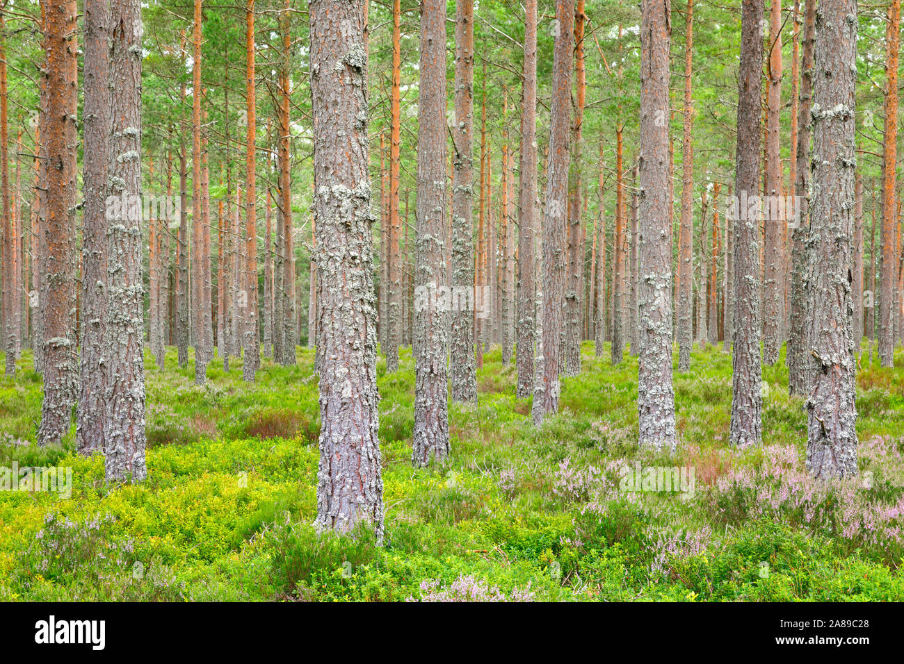 Kiefern pinus sylvestris hi-res stock photography and images - Alamy