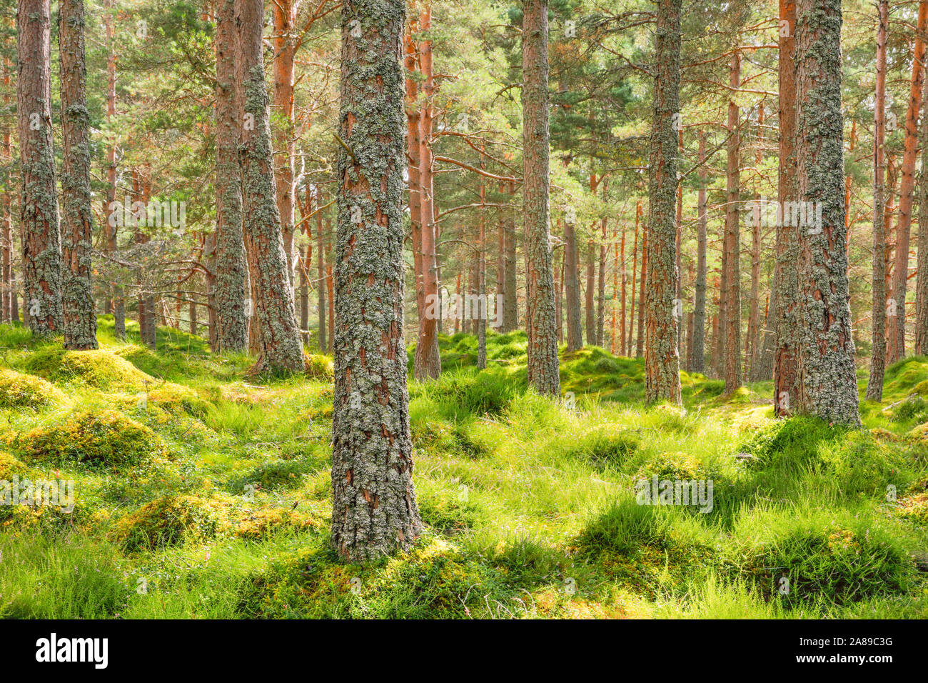Kiefern wald hi-res stock photography and images - Alamy