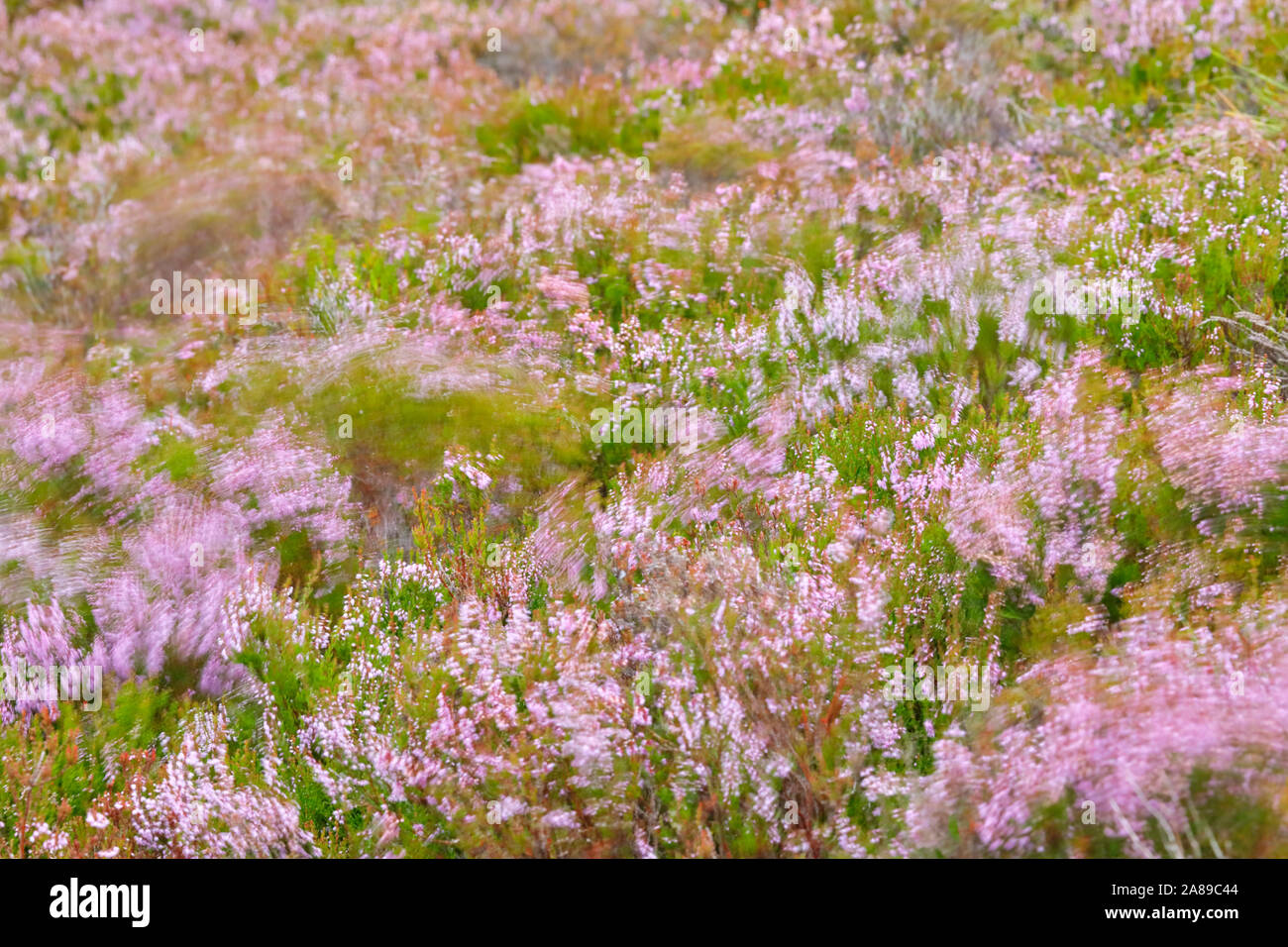 Bluhende heide hi-res stock photography and images - Alamy