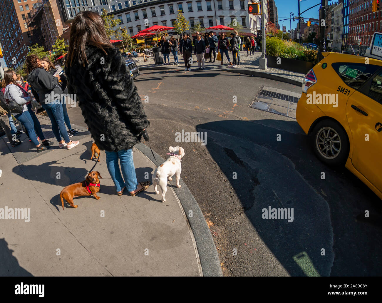 Service dog traffic light hi-res stock photography and images - Alamy
