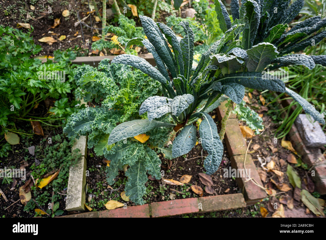Kale growing in a community garden in New York on Saturday, November 2 ...