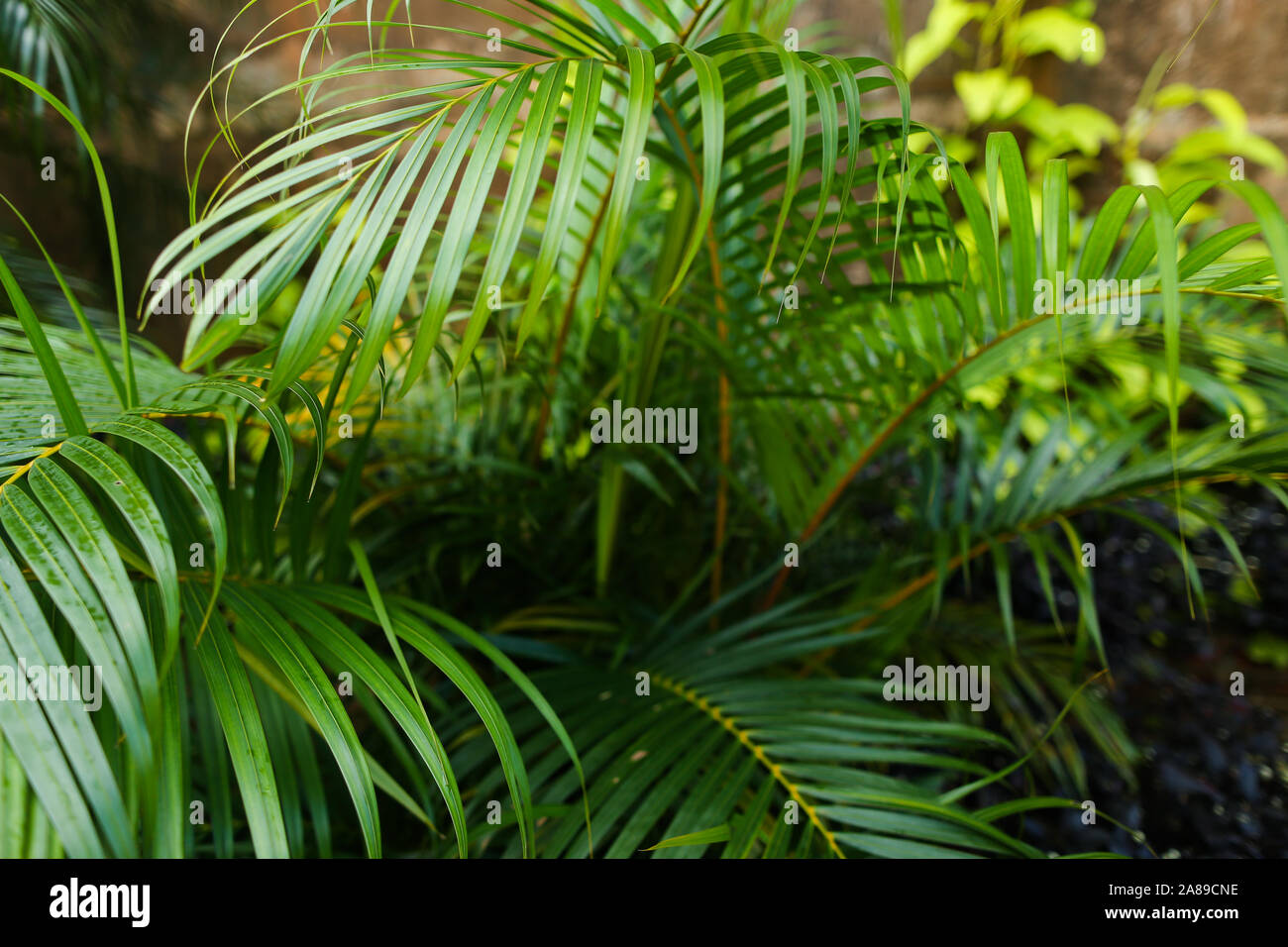Exotic leaves background photo Stock Photo - Alamy