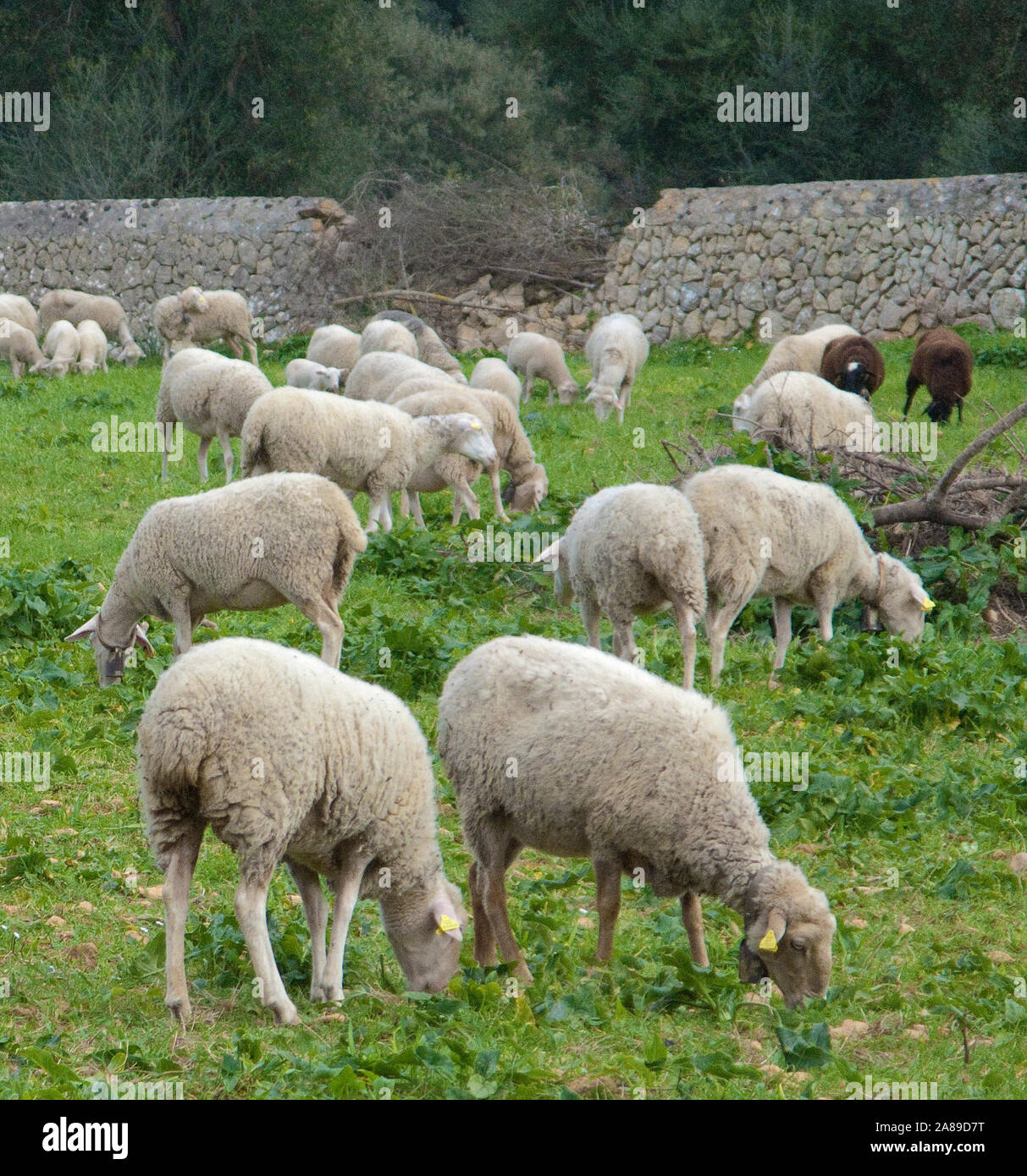 Spanien schafe hi-res stock photography and images - Alamy