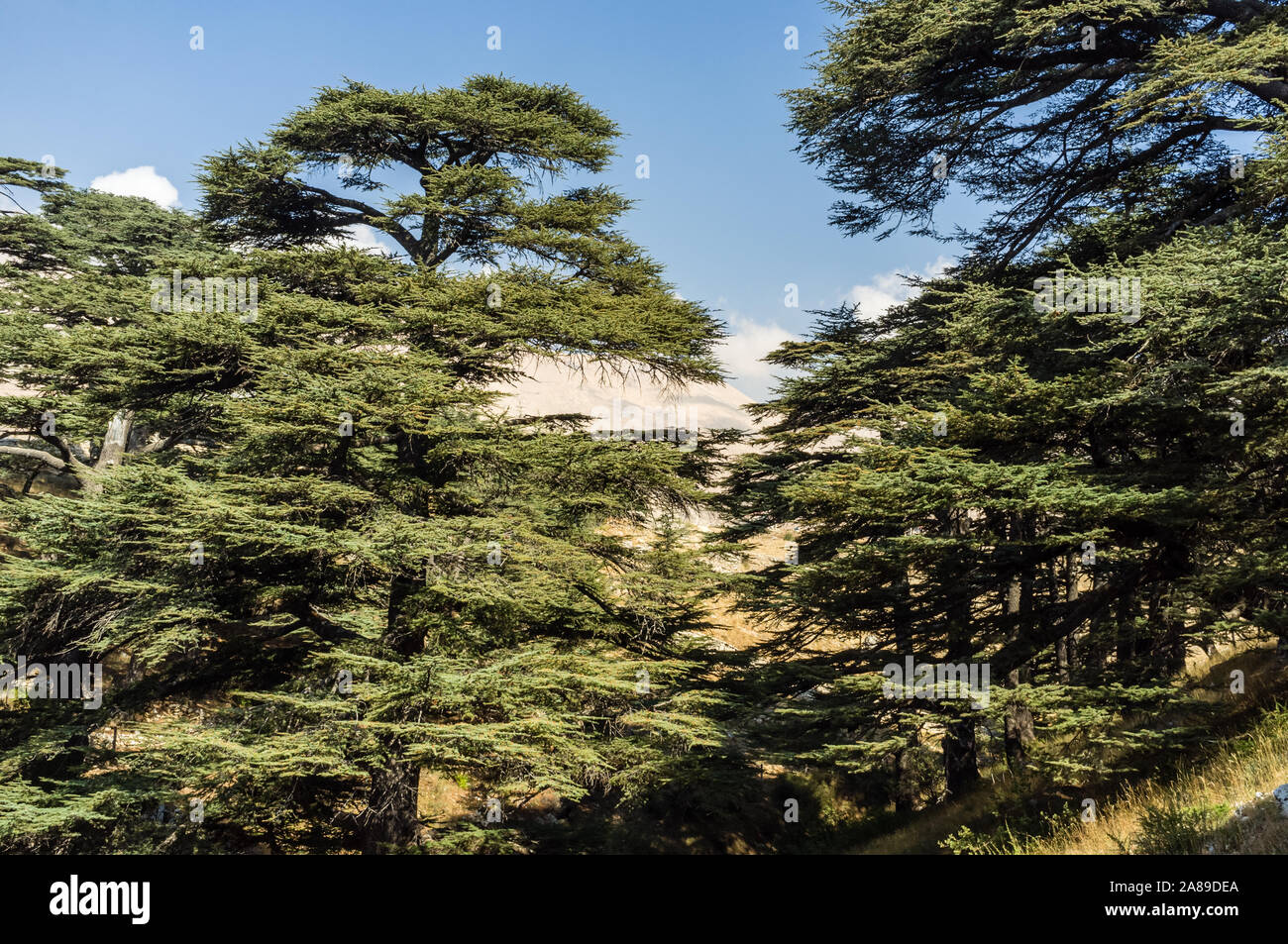 Cedars of god nature reserve hi-res stock photography and images - Alamy