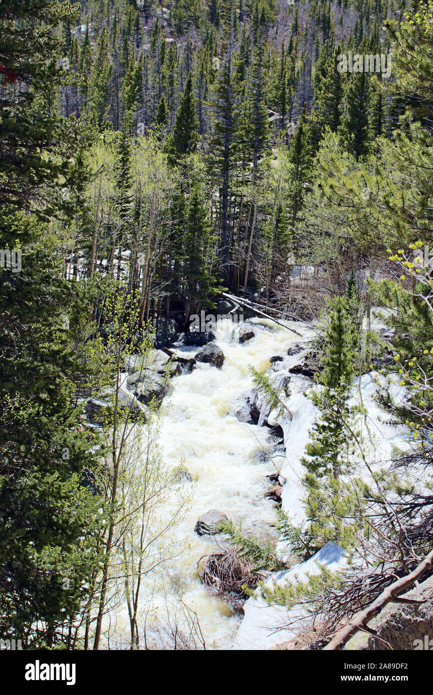 A section of Alberta Falls plunging around boulders in a pine forest on ...