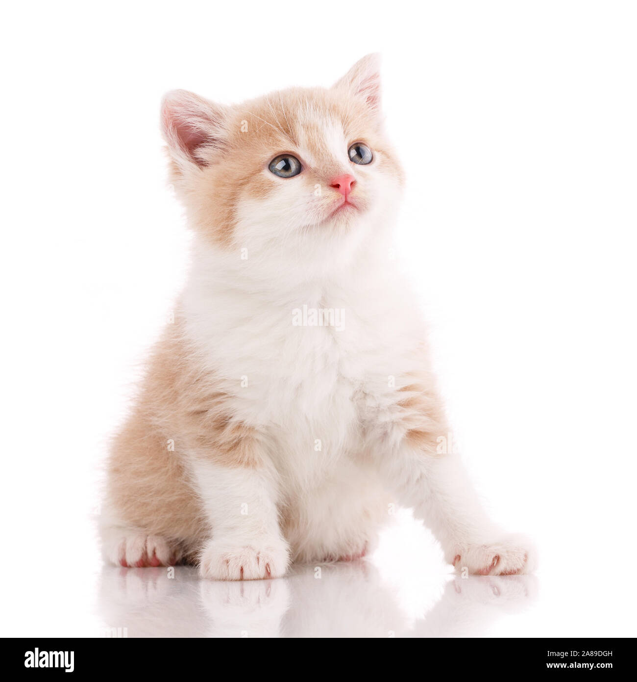 Cat, pet, and cute concept - kitten on a white background Stock Photo ...