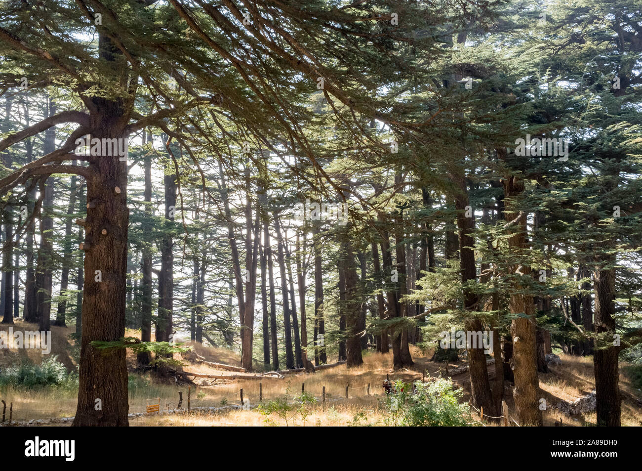 Lebanon cedar forest hi-res stock photography and images - Alamy