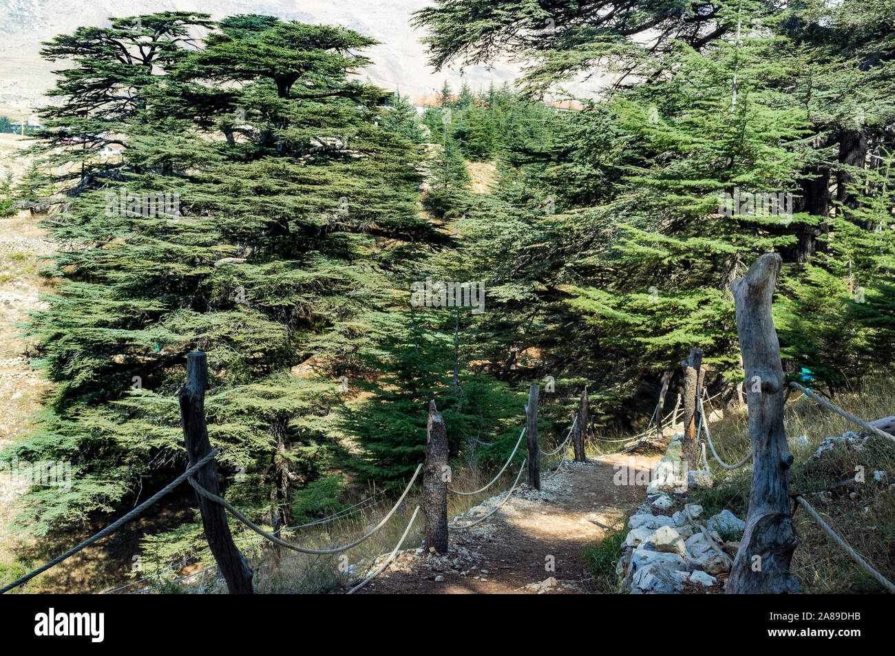 Cedars of god nature reserve hi-res stock photography and images - Alamy
