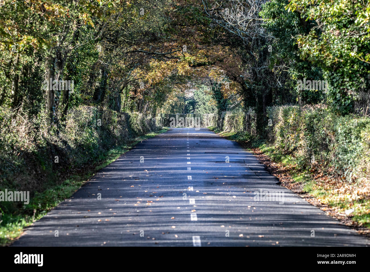 Tree tunnel over road hi-res stock photography and images - Alamy
