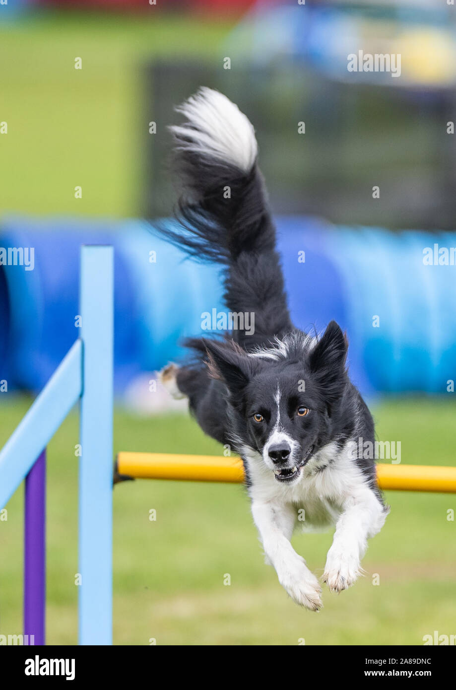 Border Collie, dog agility, jumping Stock Photo - Alamy