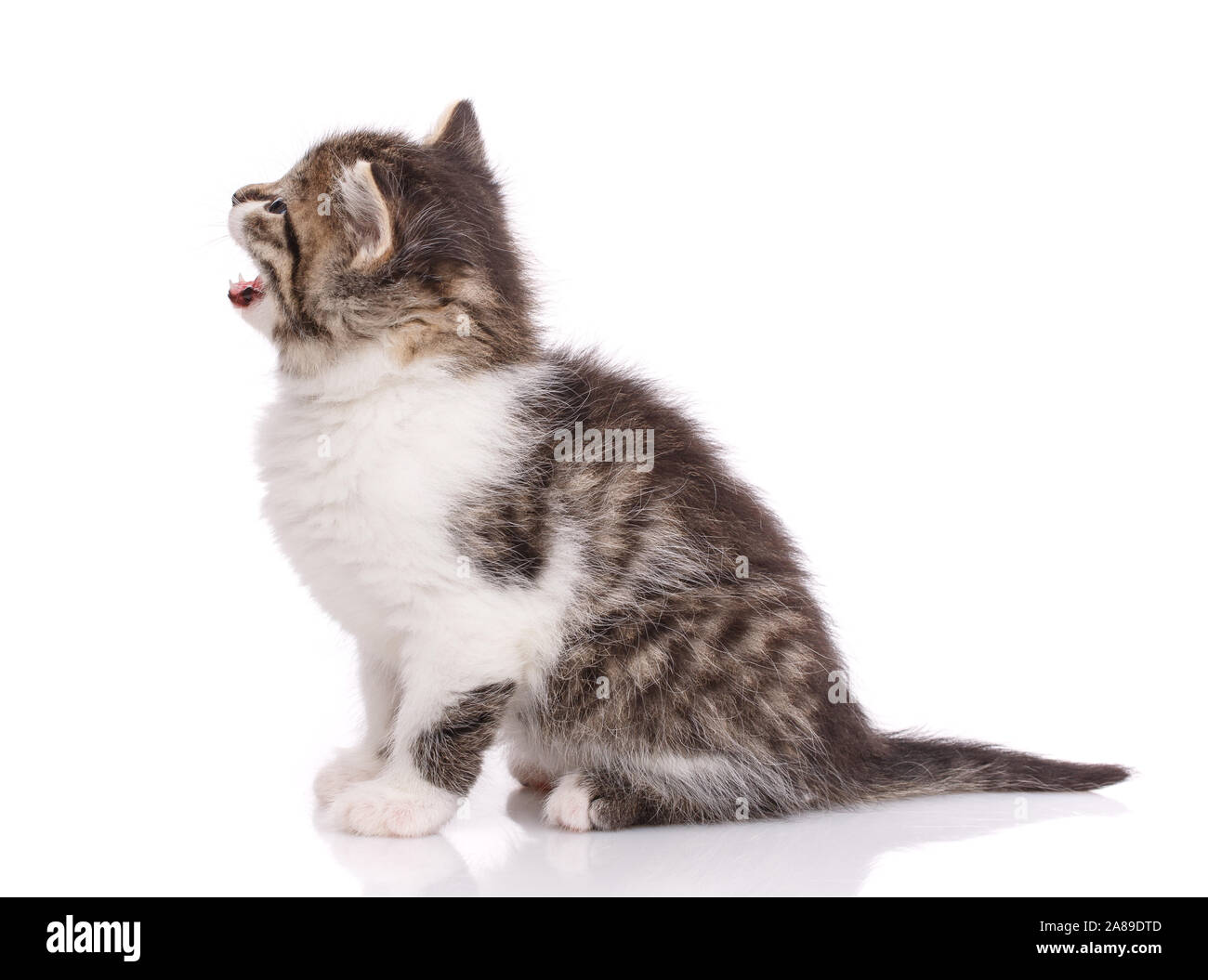 The gray cat isolated on a white background. Side view Stock Photo - Alamy