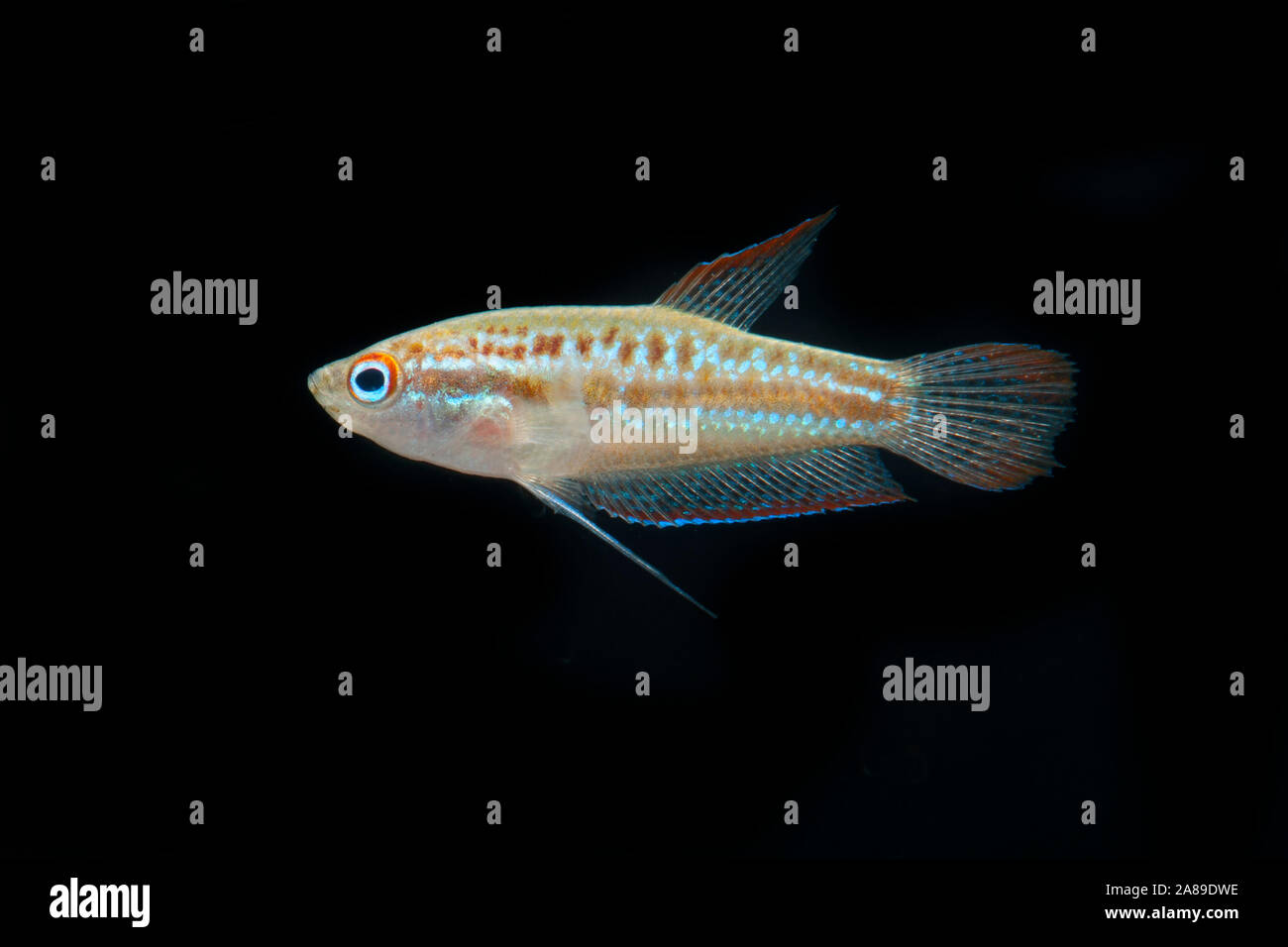 Trichopsis pumila,Knurrender Zwerg-Gurami,Pygmy Gourami Stock Photo - Alamy