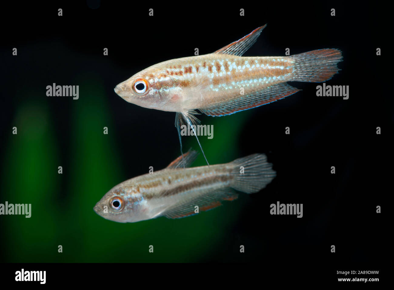 Trichopsis pumila,Knurrender Zwerg-Gurami,Pygmy Gourami Stock Photo - Alamy