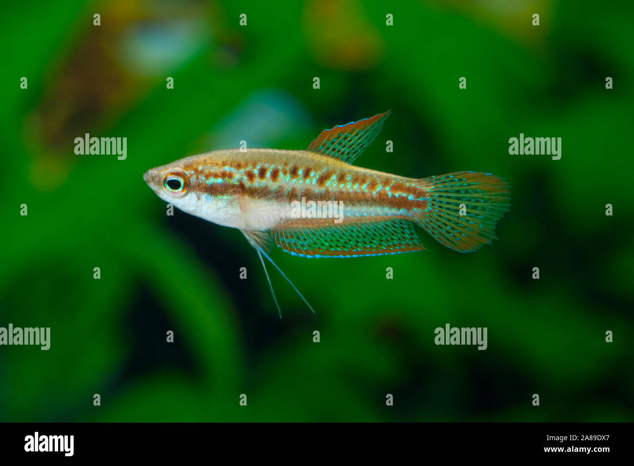 Trichopsis pumila,Knurrender Zwerg-Gurami,Pygmy Gourami Stock Photo - Alamy