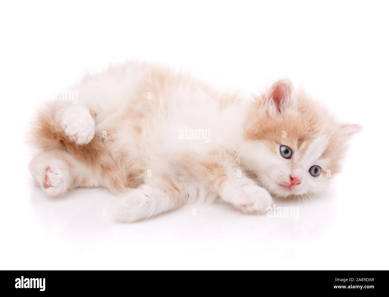 A little cute kitty lying on her back. Funny creepy kitten on a white ...