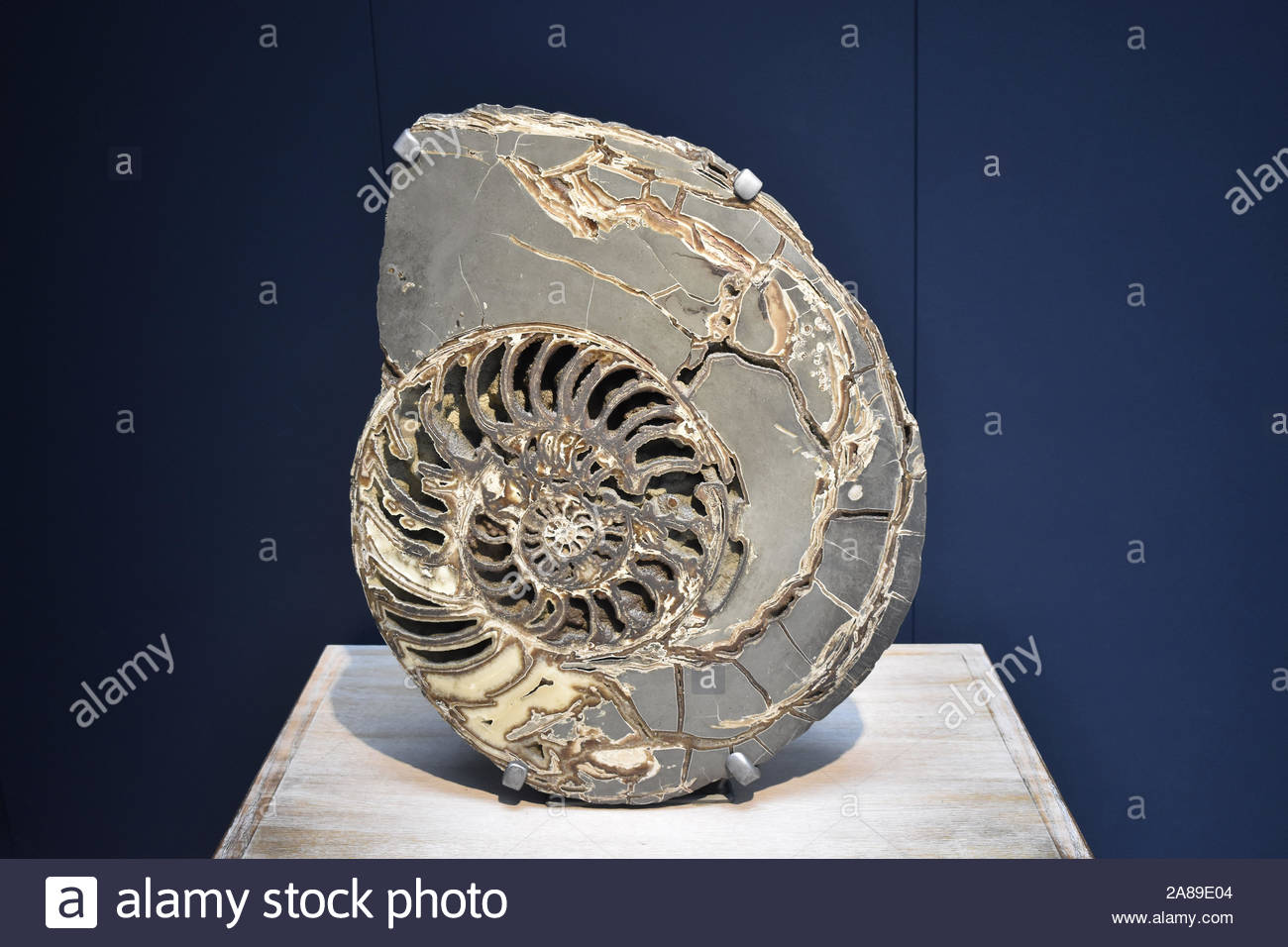 Asteroceras Stellare Stock Photos & Asteroceras Stellare Stock Images ...