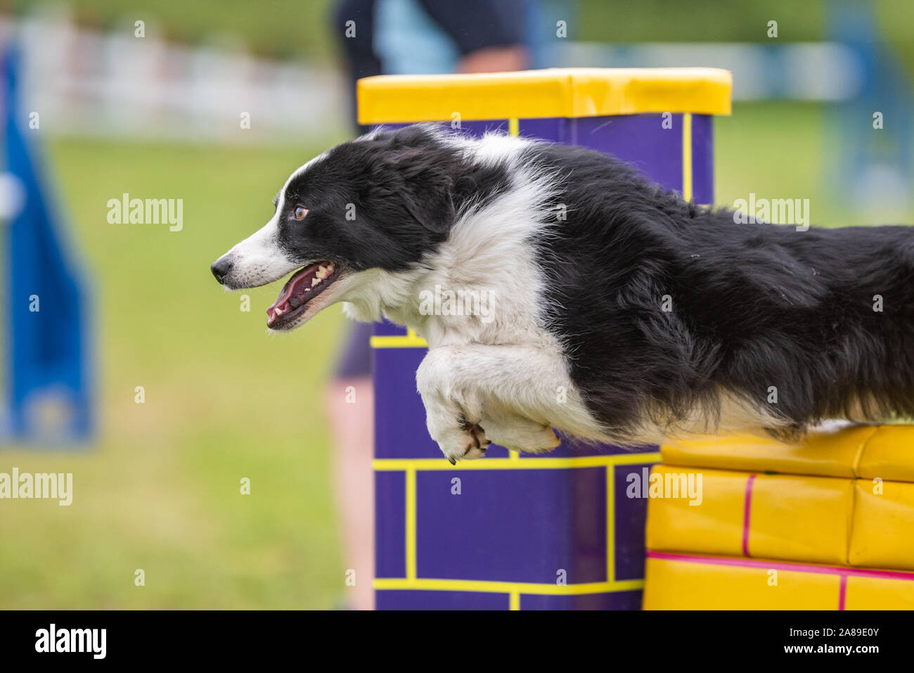 Jumping dog hi-res stock photography and images - Alamy