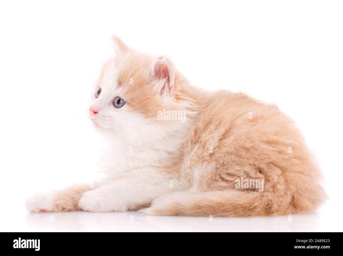 Frustrated animal hi-res stock photography and images - Alamy