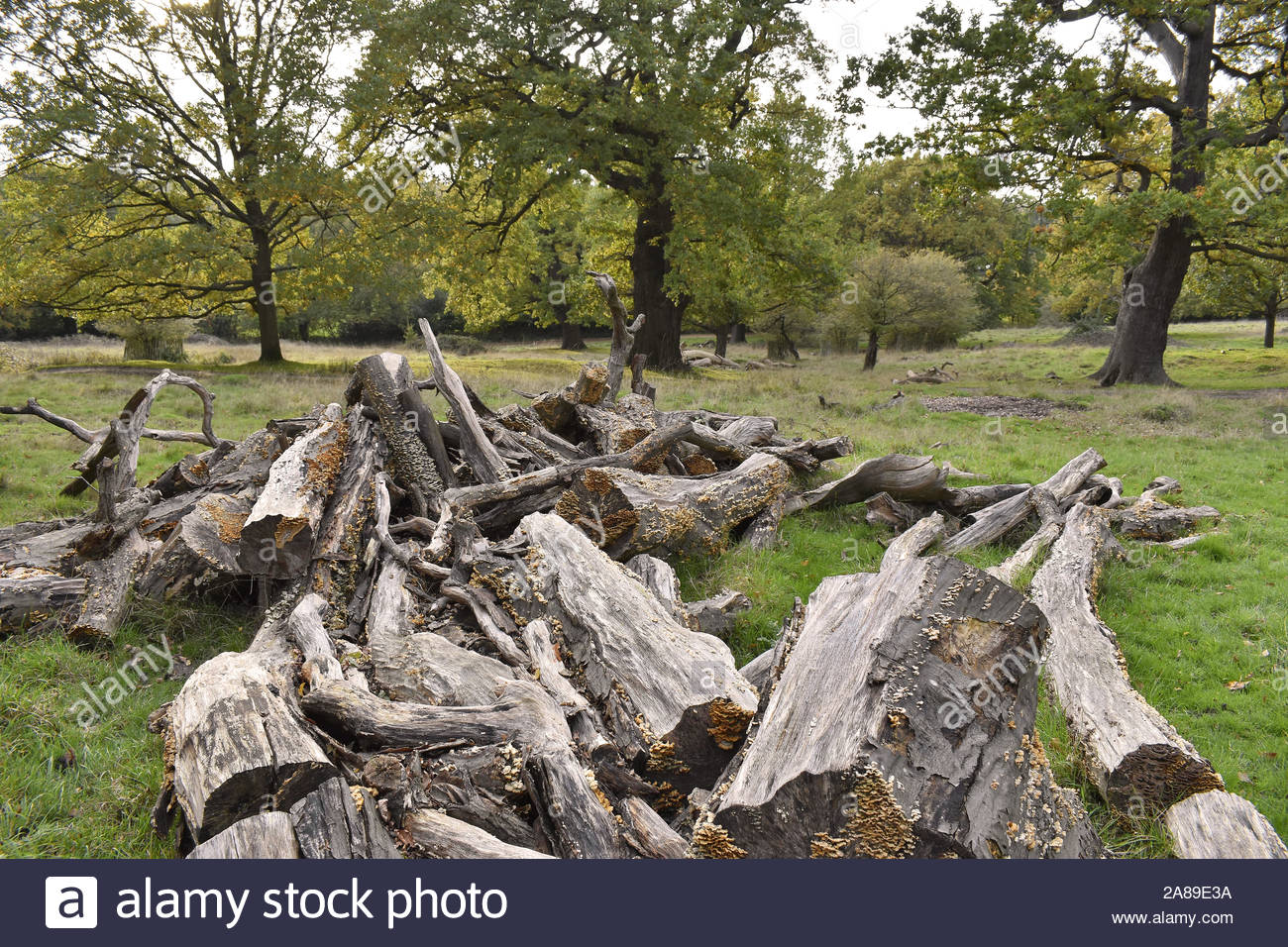 Fungi On Dead Wood Stock Photos & Fungi On Dead Wood Stock Images - Alamy