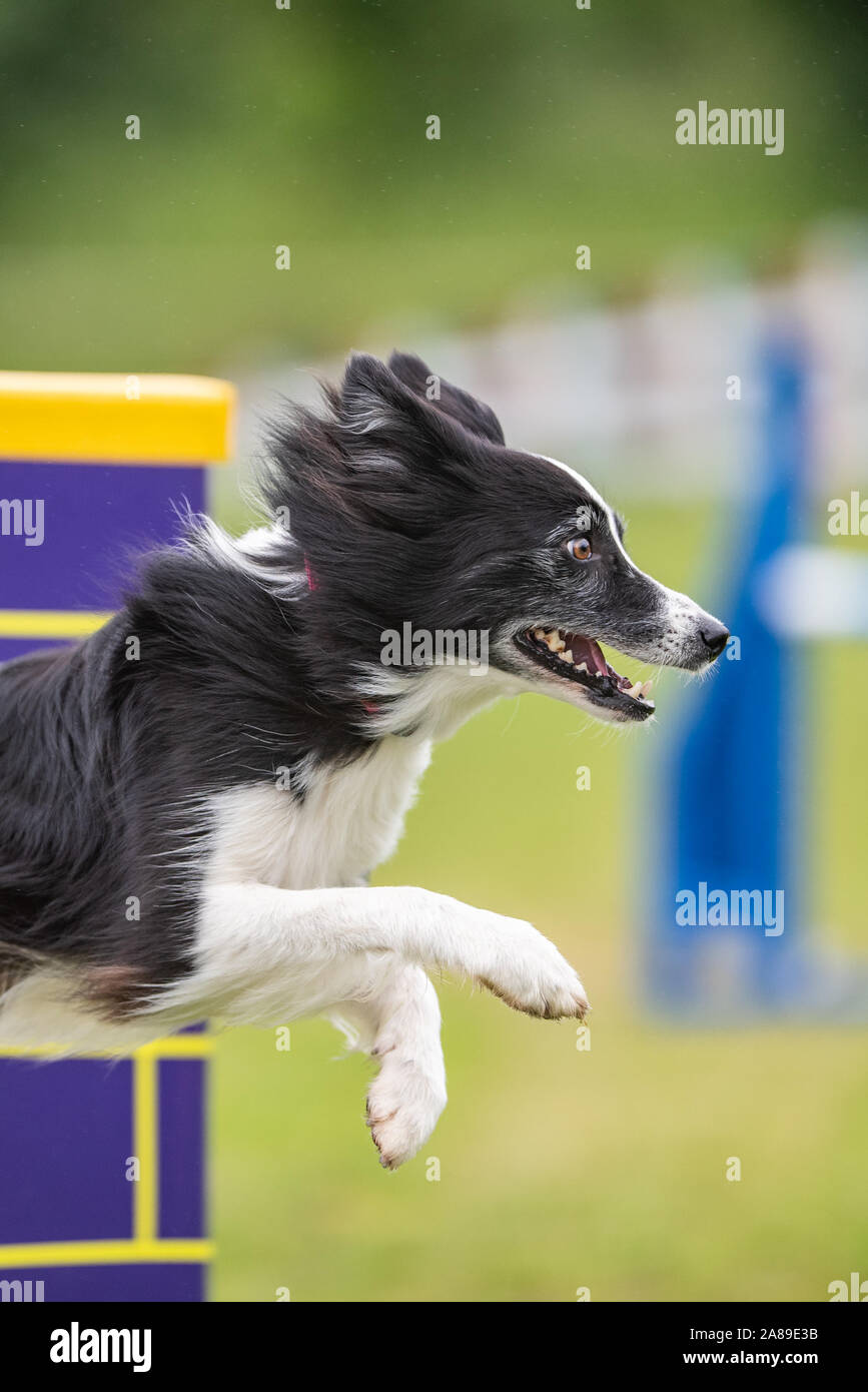 Border collie agility hi-res stock photography and images - Alamy