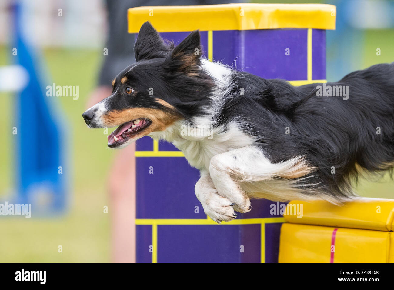 Jumping dog hi-res stock photography and images - Alamy