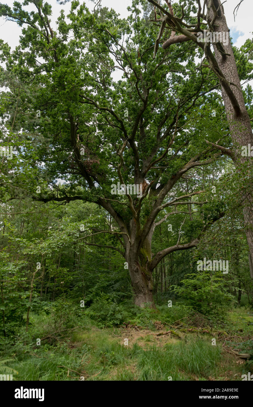 Very old oak tree in a German Moor forest landscape with fern, grass ...