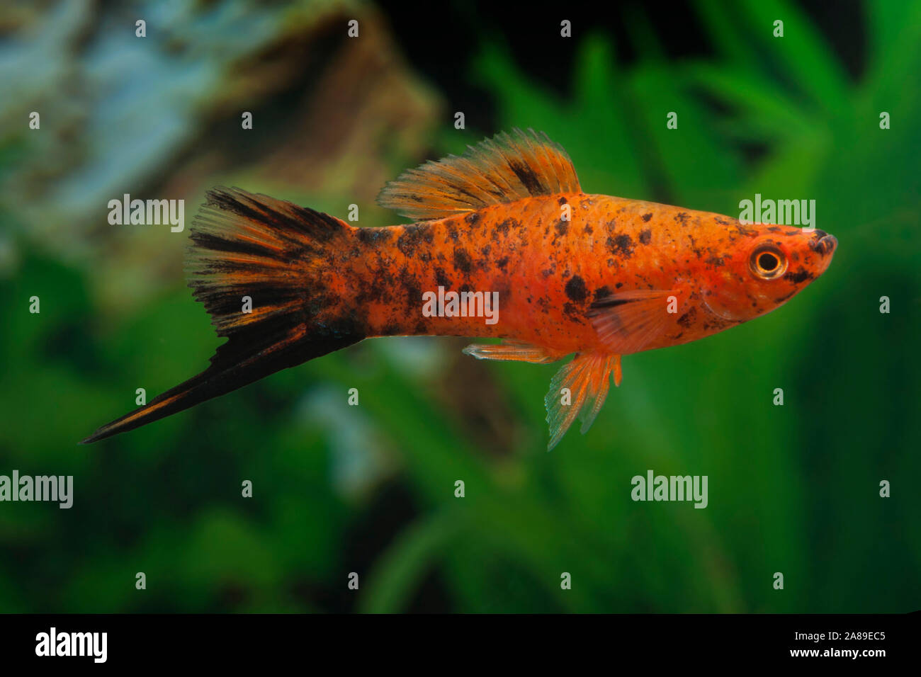Xiphophorus helleri BERLINER,Schwerttraeger,Swordtail Stock Photo - Alamy