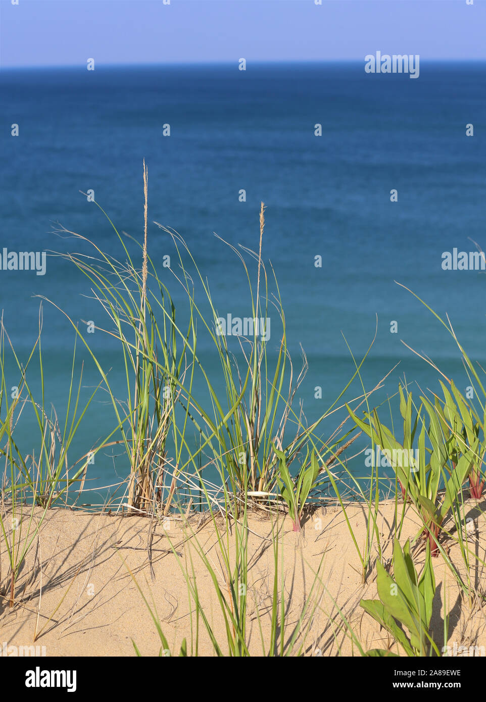 Beach Grass and Blue Ocean at Wellfleet, Cape Cod Stock Photo - Alamy