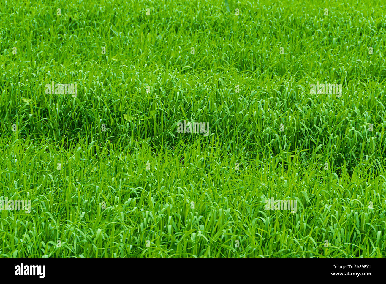 Sunny grass texture on lawn hi-res stock photography and images - Alamy