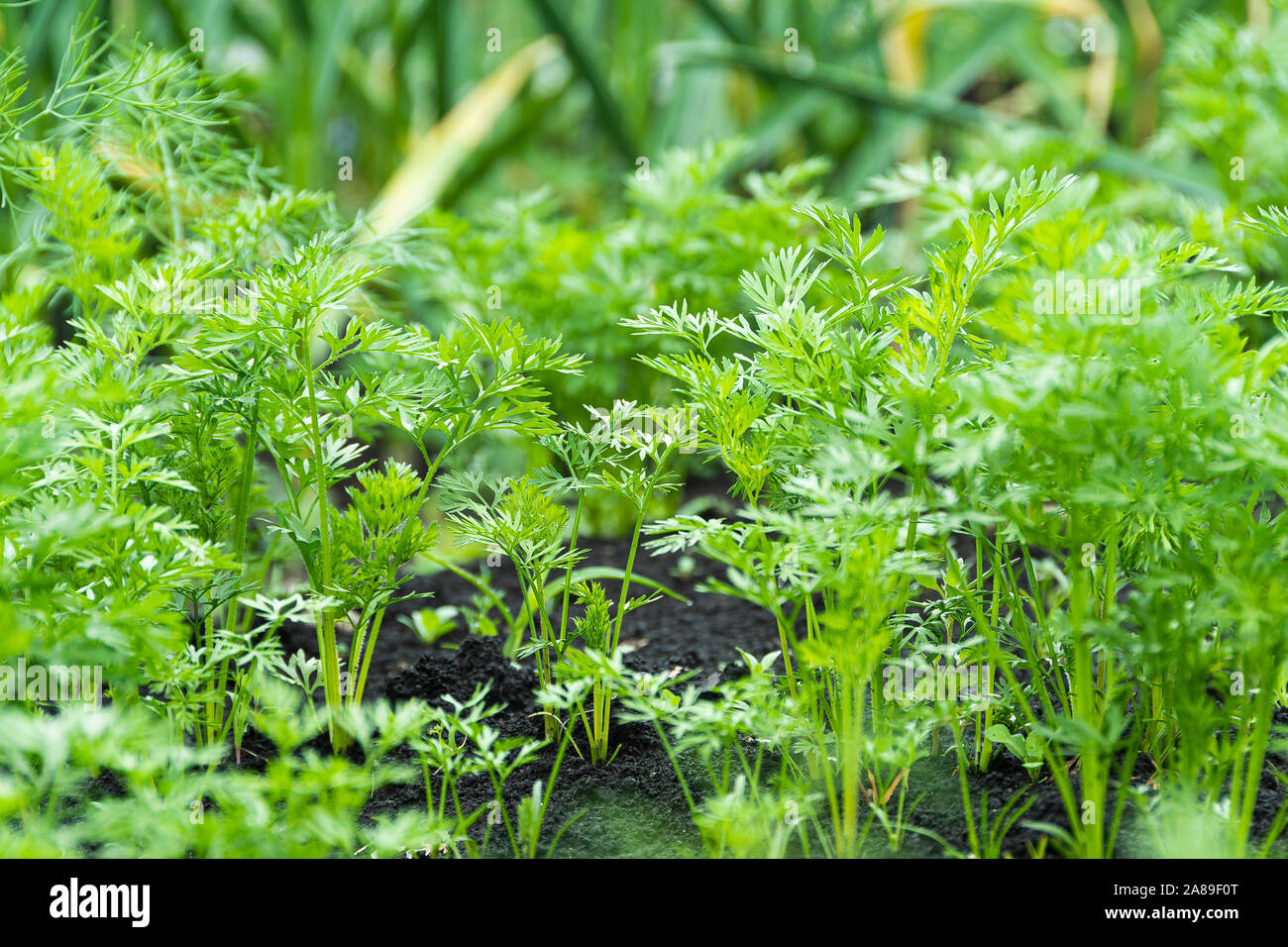 Carrot leaves hi-res stock photography and images - Alamy