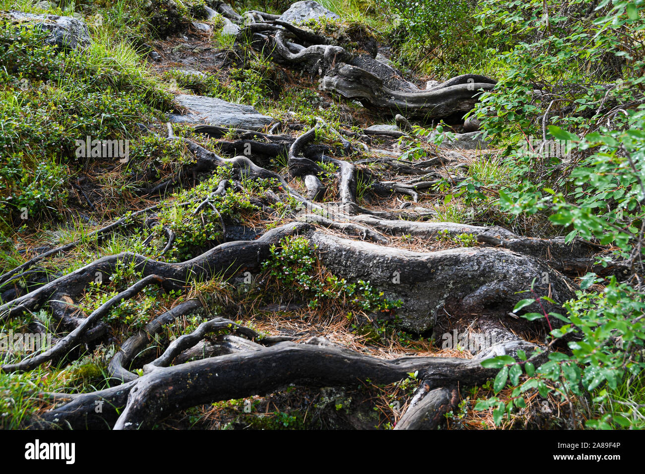 Tree roots on nature trail hi-res stock photography and images - Alamy