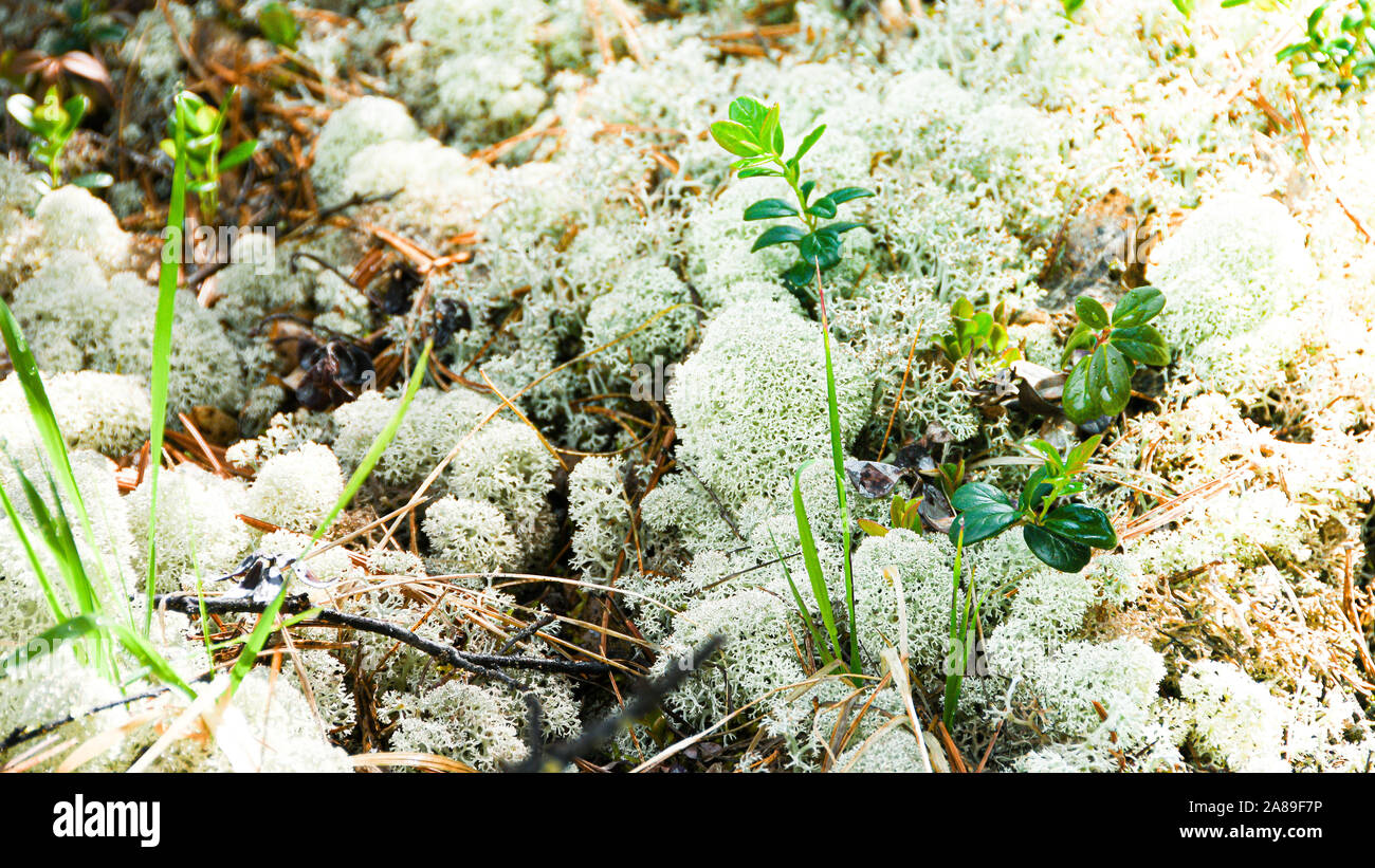 Forest floor texture moss hi-res stock photography and images - Alamy