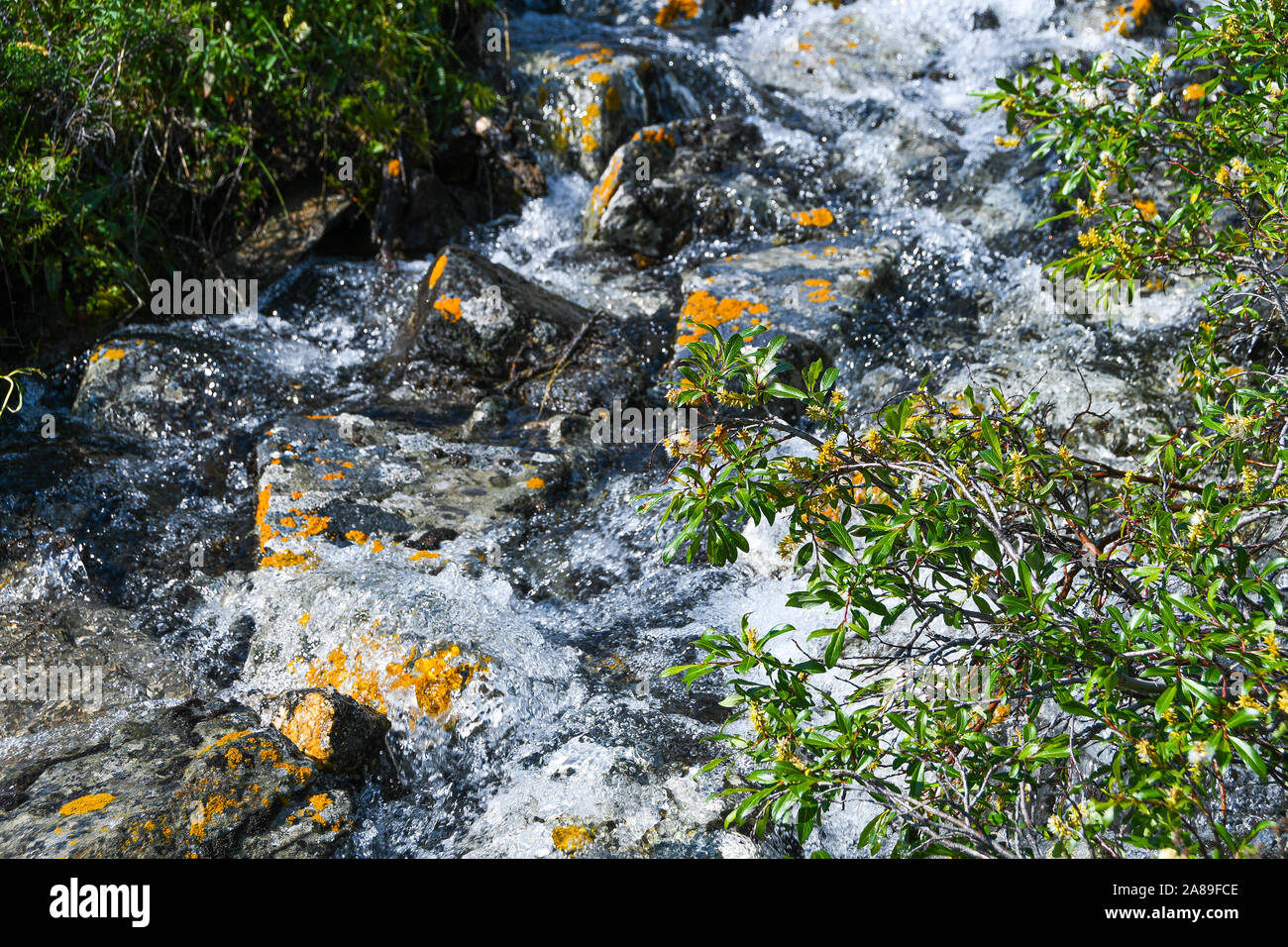 Mountain stream with yellow stones. Rapid flow of river, boiling water ...