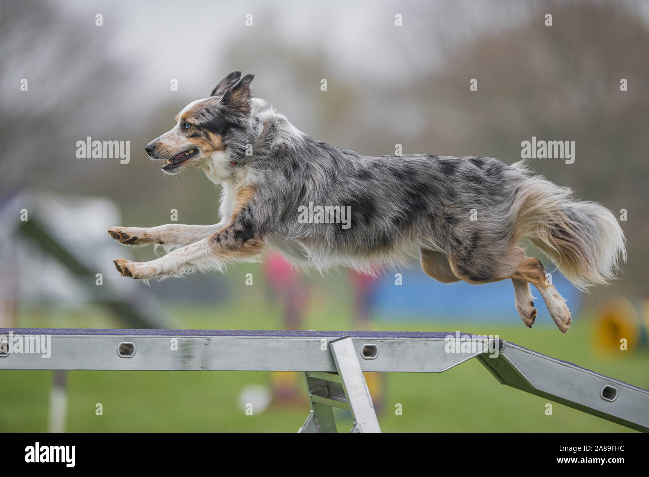 Border Collie, Dog Agility Stock Photo - Alamy