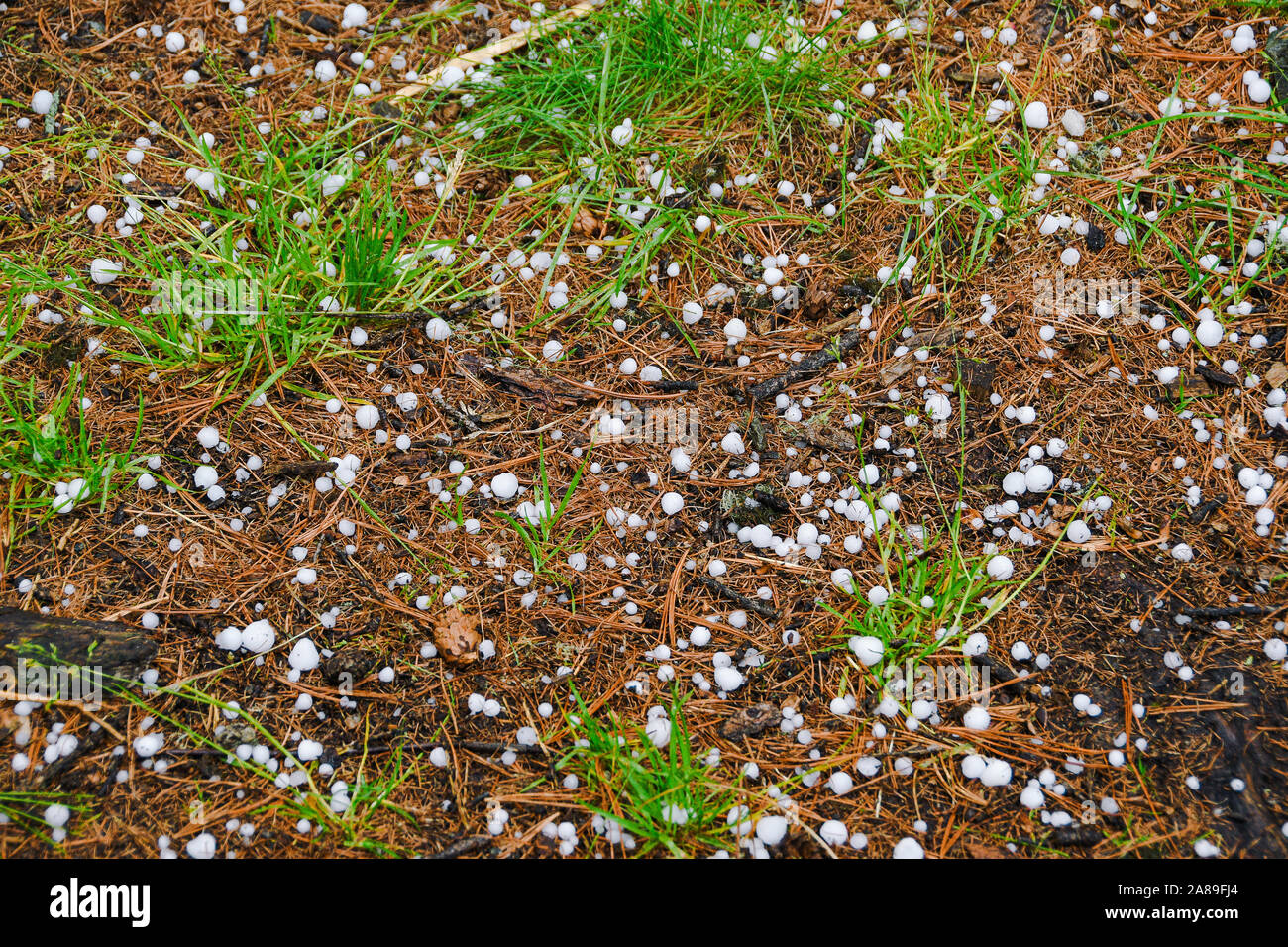 Hail has passed in forest. White hailstones fall on needles Stock Photo ...