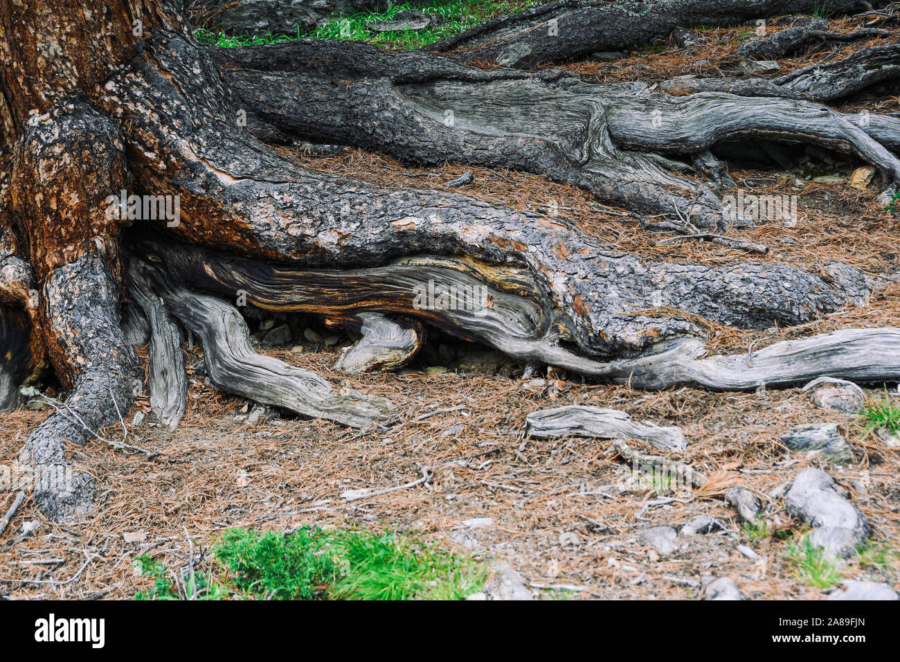 Dry roots hi-res stock photography and images - Alamy