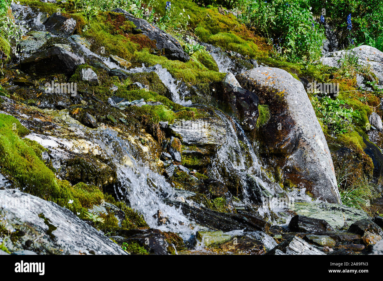 Mountain stream on summer day. Thin stream of river among moss, grass ...
