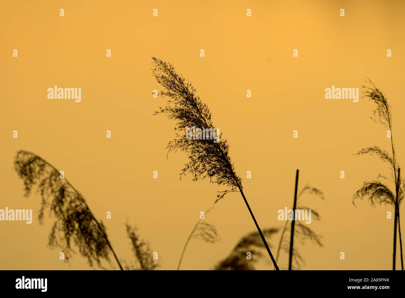 The beauty of nature, a romantic point of view,captured in Romania ...