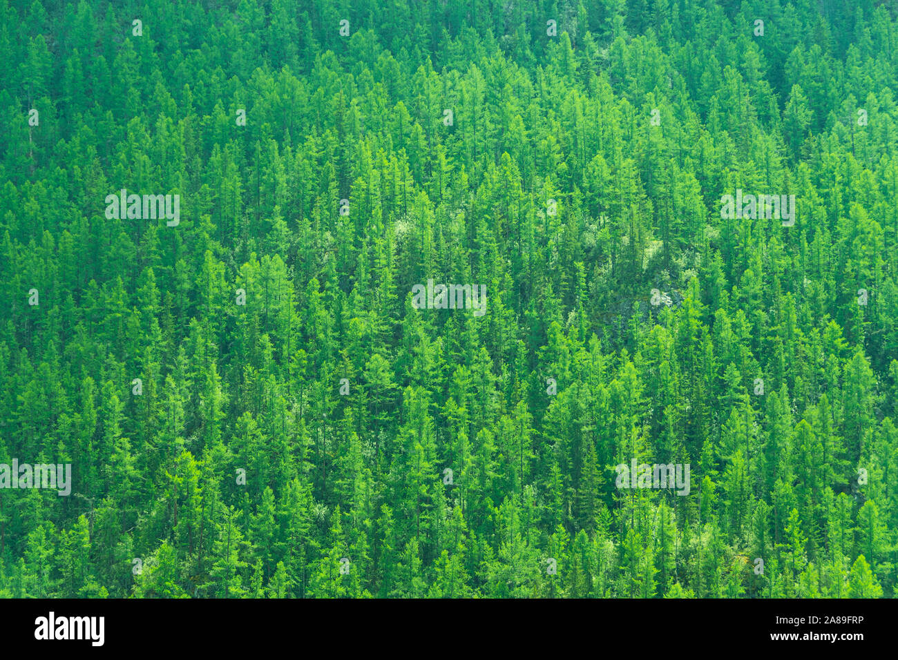 Green trees on the hill. The slope is covered with coniferous forest ...