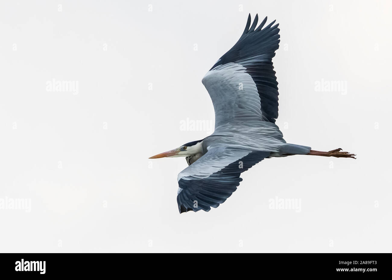 Grey heron flying over a lake, captured on a white background Stock ...