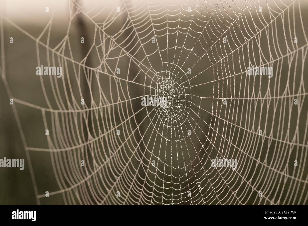 Spidernet full of dropplets, captured in Albania Stock Photo - Alamy