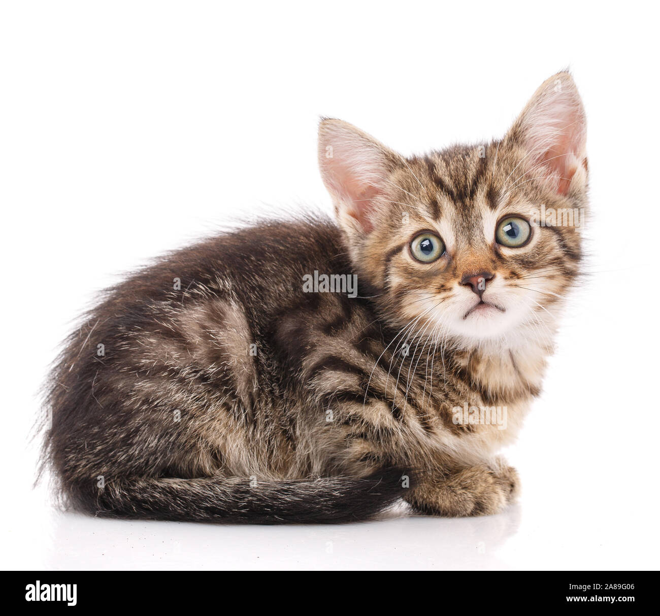 Little cute gray kitten profile side view, isolated on white background ...