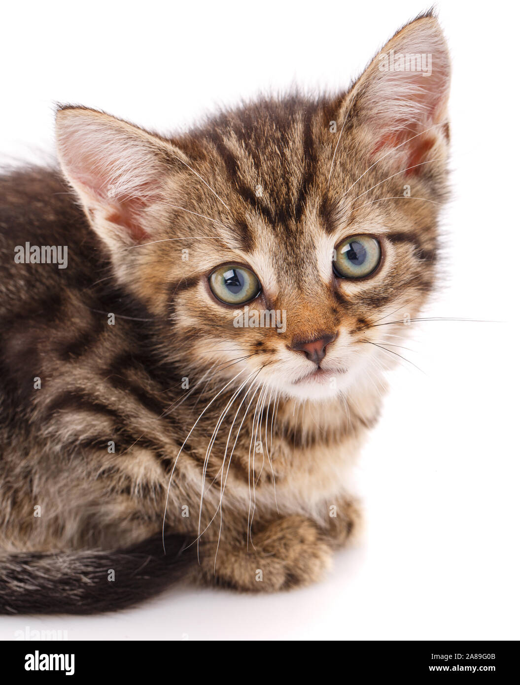 Portrait of simple cat, closeup, on white background Stock Photo - Alamy