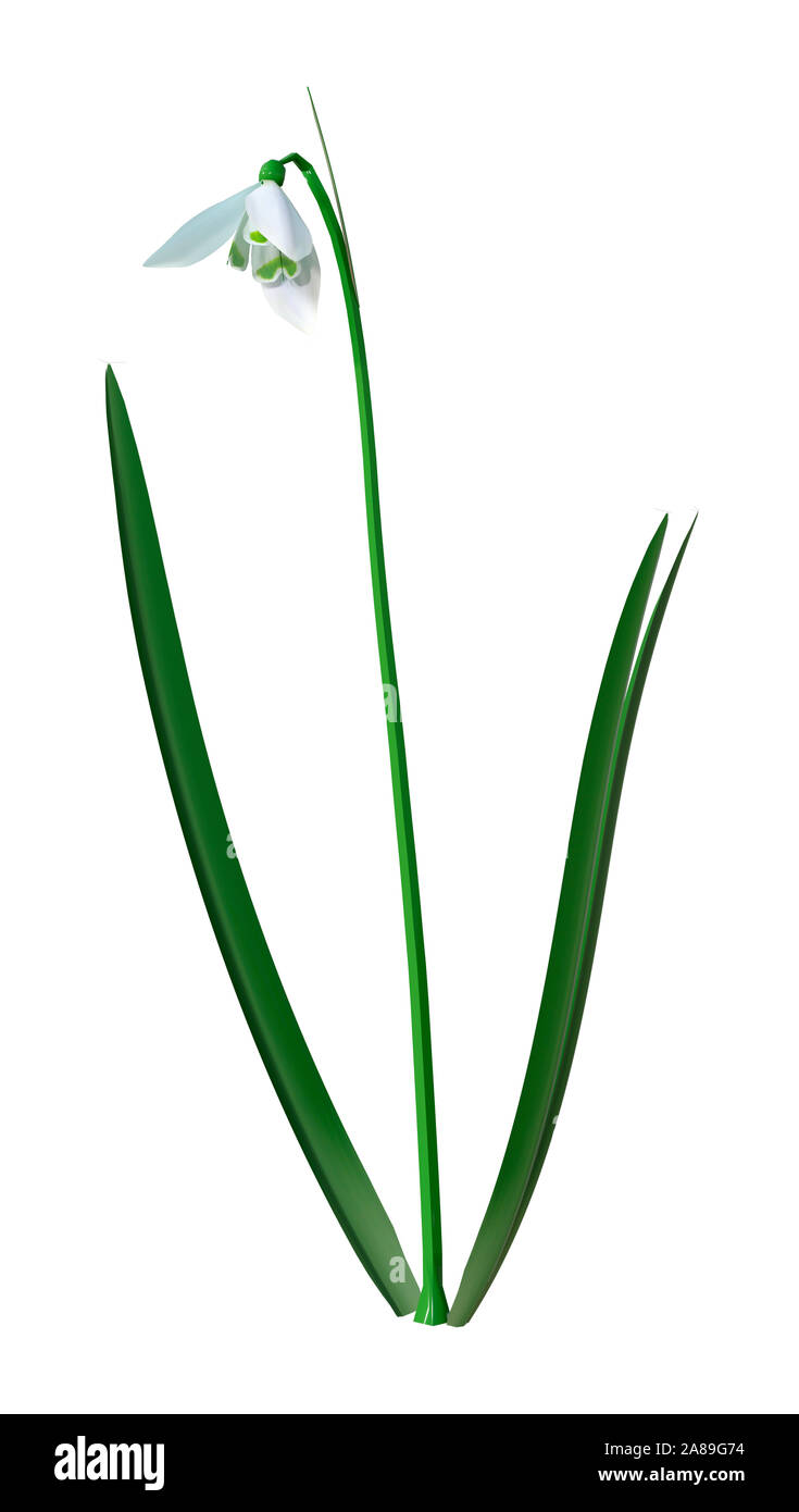 3D rendering of a single snowdrop flower isolated on white background ...