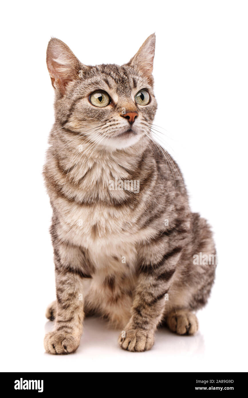 Portrait of simple cat, closeup, on white background Stock Photo - Alamy