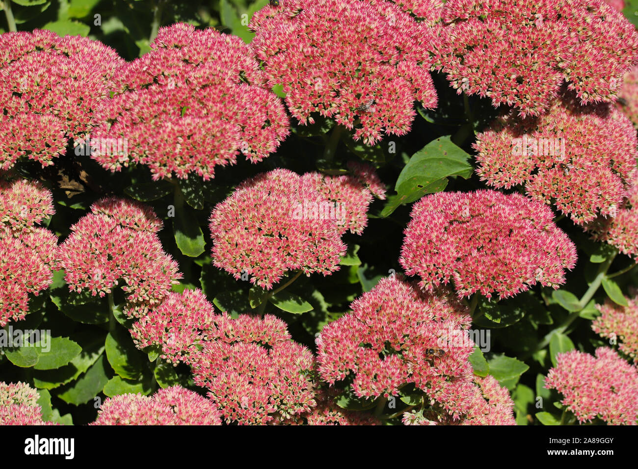 Ground cover sedum hi-res stock photography and images - Alamy